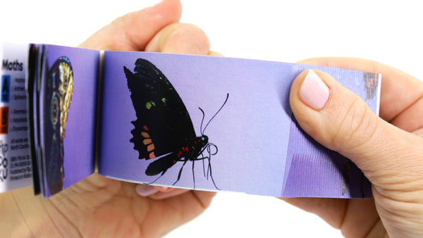Butterflies Flipbook | Motion in Nature Collection | Flipboku ...