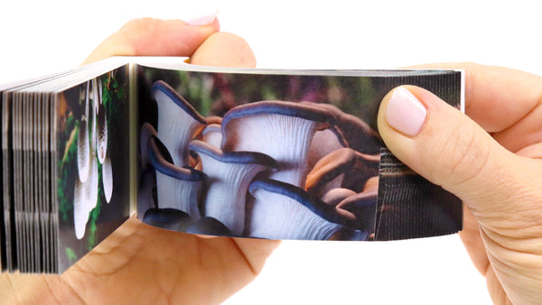 Fungi Flipbook | Motion in Nature Collection | Flipboku - Flipboku Shop