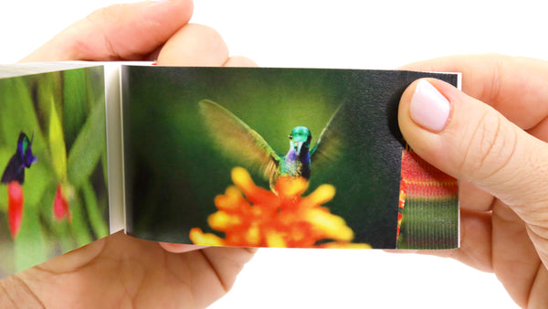 Hummingbirds Flipbook | Motion in Nature Collection | Flipboku ...